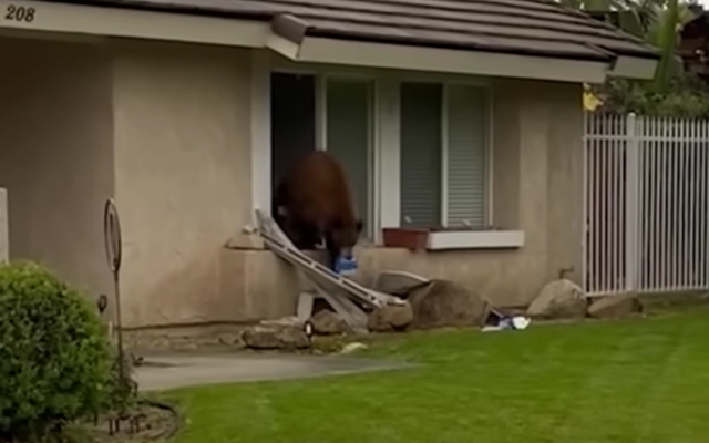 Curious Bear's Sweet Tooth Leads to Unbelievable Home Intrusion