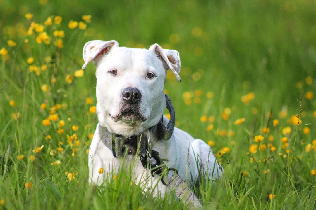 Deaf Dog's Remarkable Journey From Despair to Joy