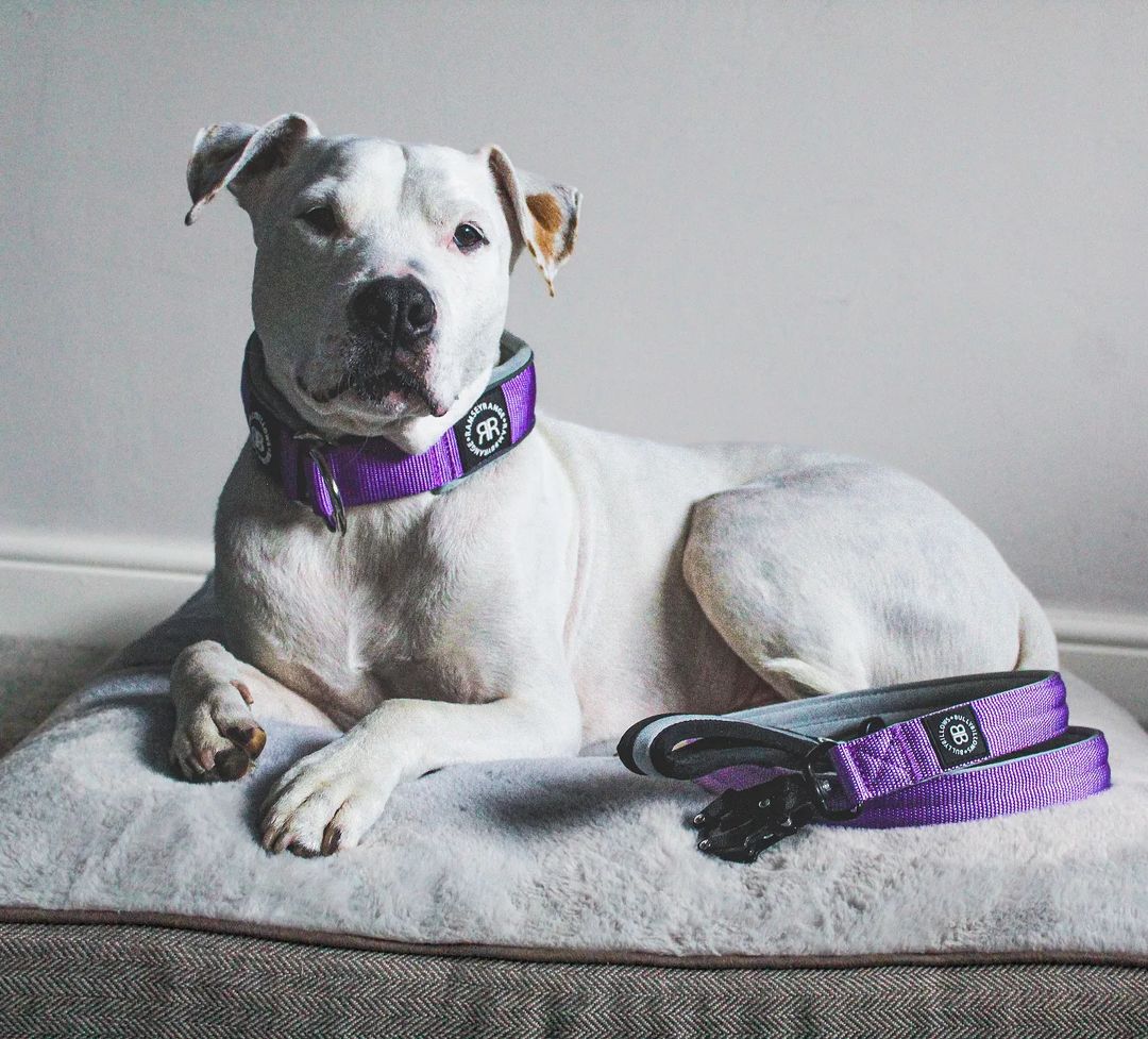 Deaf Dog's Remarkable Journey From Despair to Joy