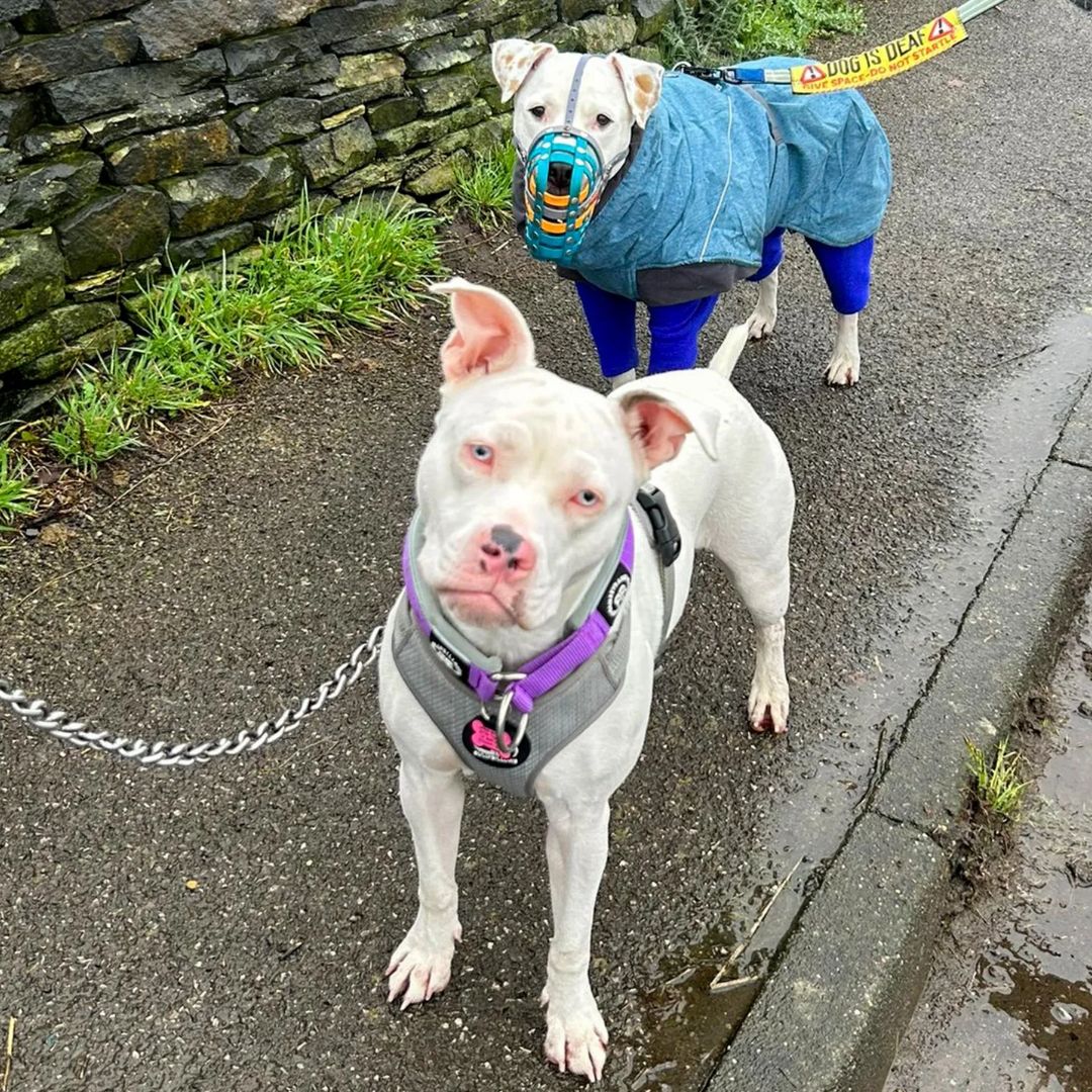 Deaf Dog's Remarkable Journey From Despair to Joy