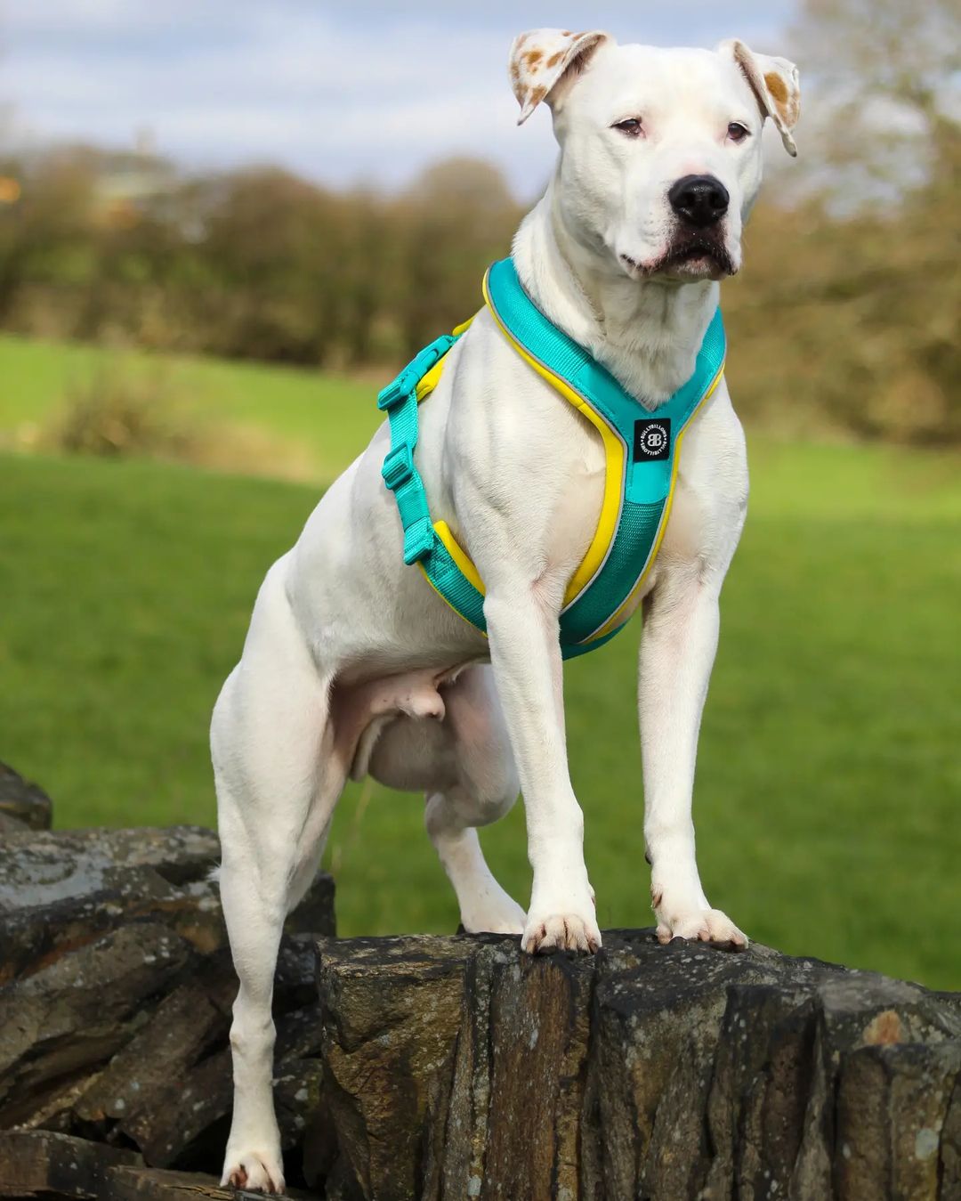 Deaf Dog's Remarkable Journey From Despair to Joy