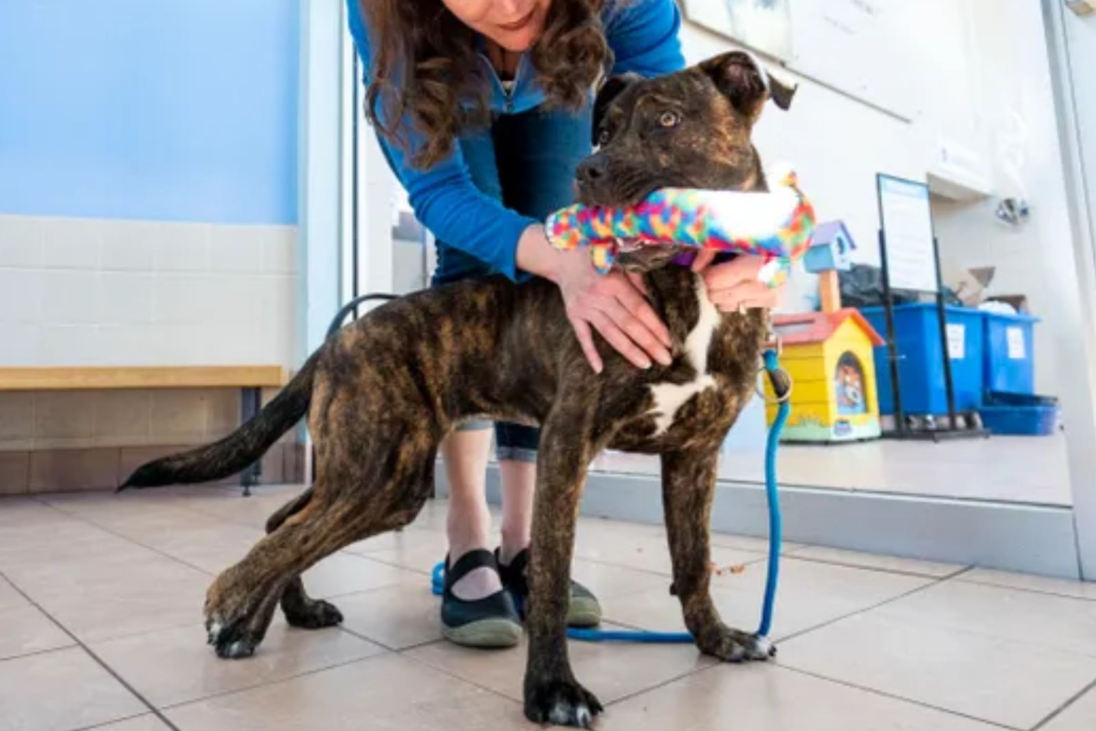 Discover Bella's Unique Journey: A Five-Legged Pup's Quest for a Home