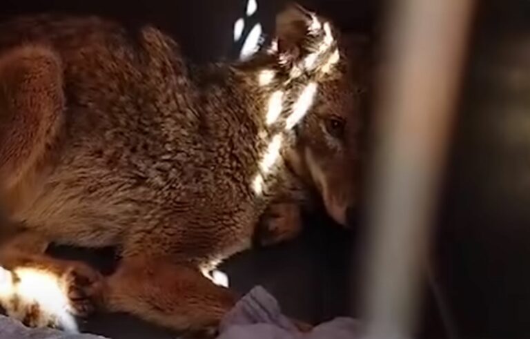 Dramatic Rescue: Animal Saved from Near-Death Experience