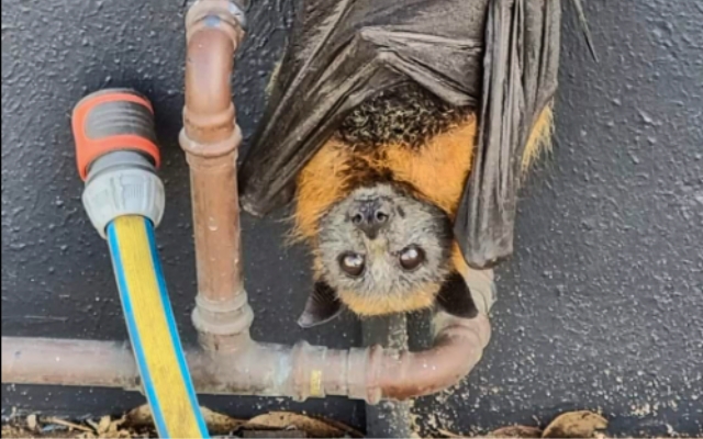 Emotional Rescue: Injured Flying Fox Clings to Hope on a Water Tap