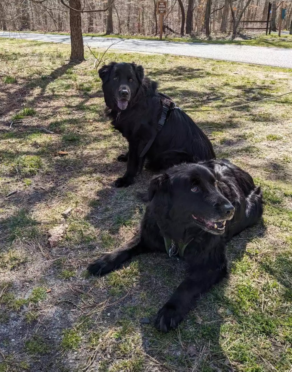 Emotional Reunion: Long-Lost Dog Siblings Found Each Other After 13 ...