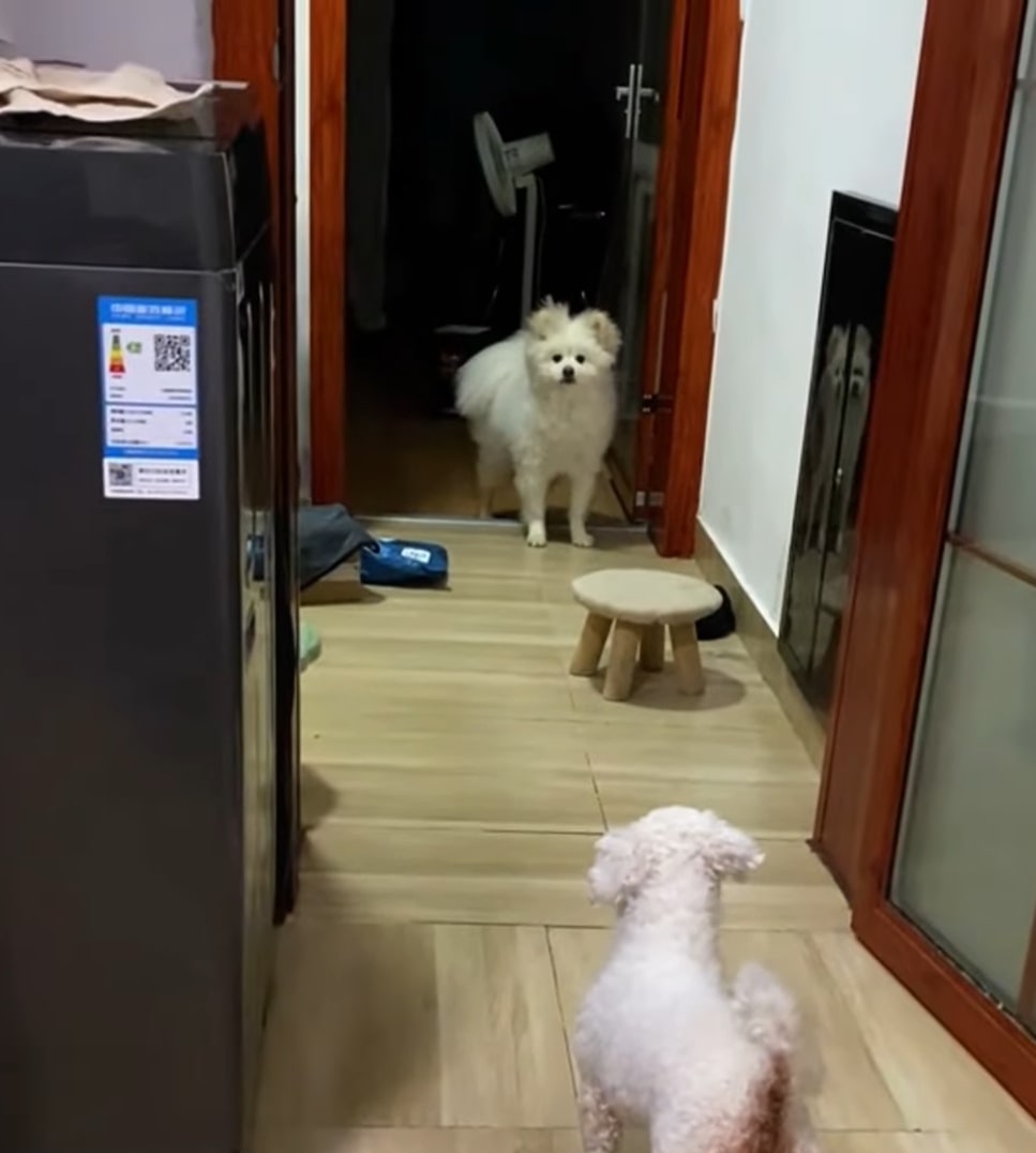Followed to the End: The Story of a Puppy's Unyielding Loyalty