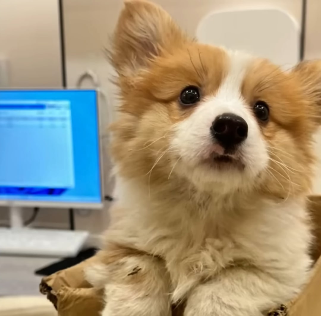 From Abandoned Pup to Jet-Setting Joy: The Unbelievable Journey of a ...
