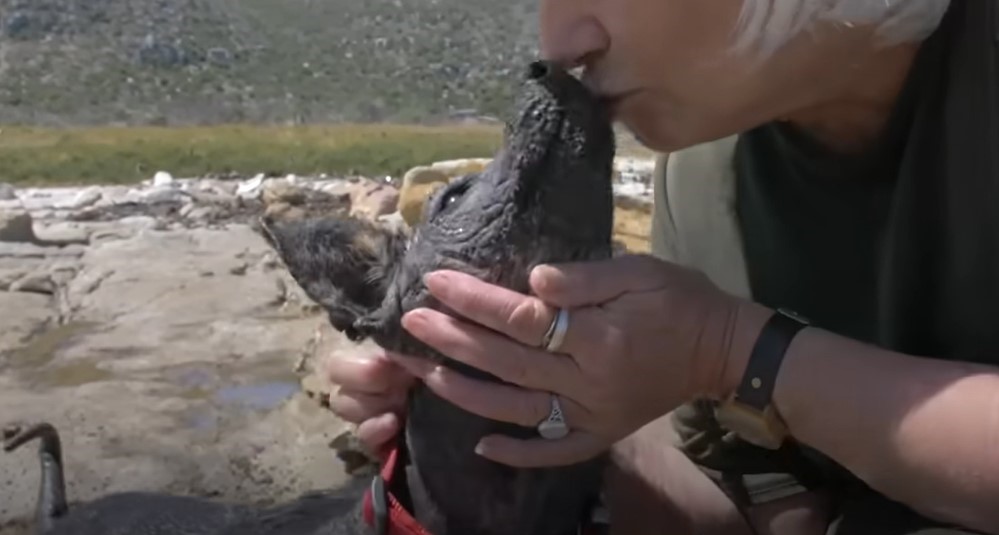 From Despair to Joy: The Transformation of a 'Stone Dog' Who Found His ...