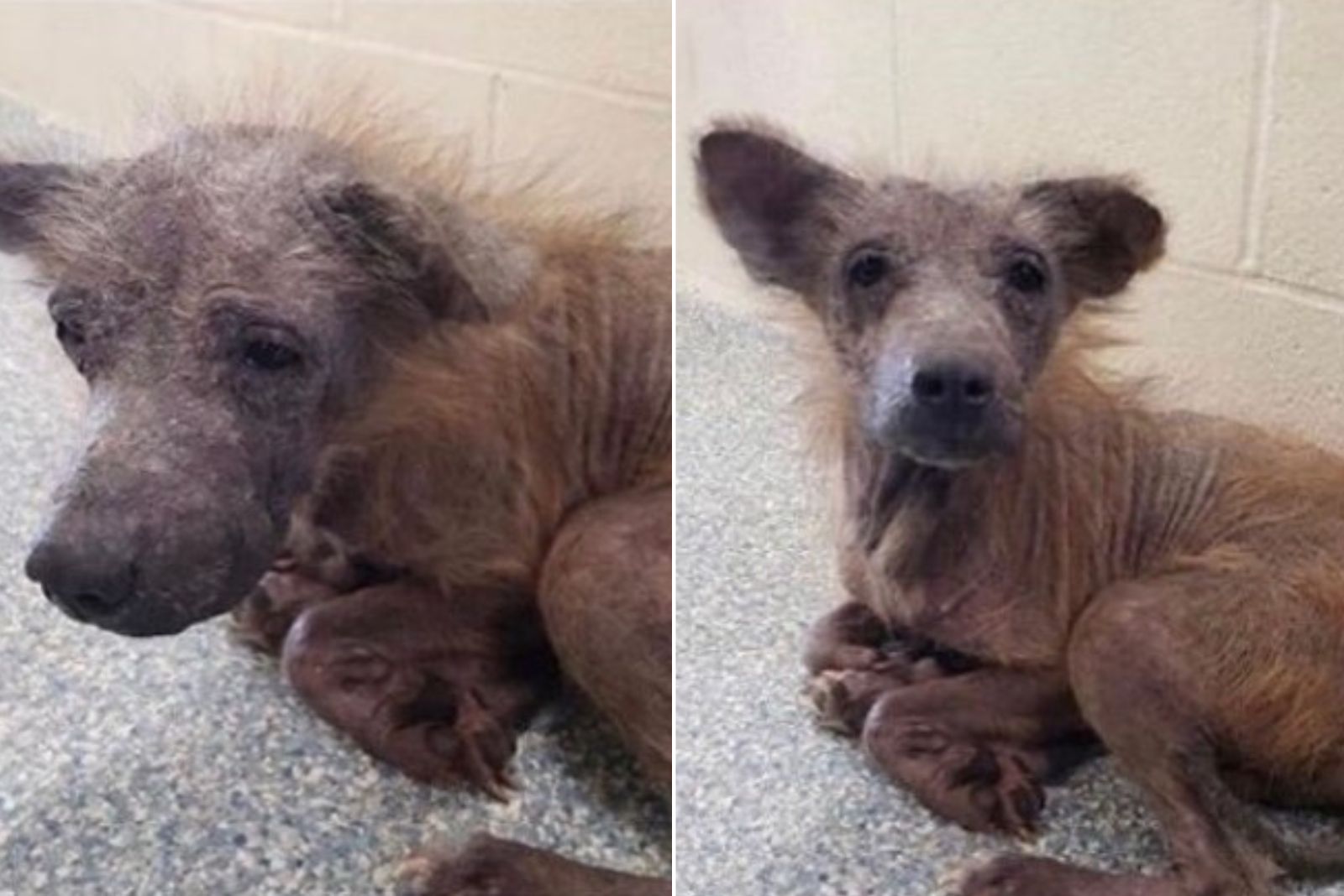 From Fear to Affection: The Incredible Tale of a Hairless Puppy's Journey