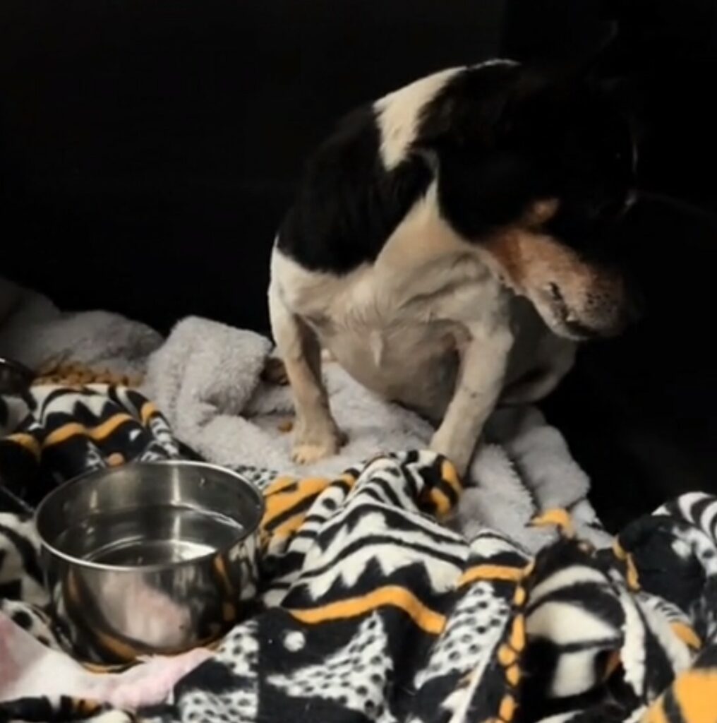 From Fear to Friendship: The Inspiring Journey of a Traumatized Dog