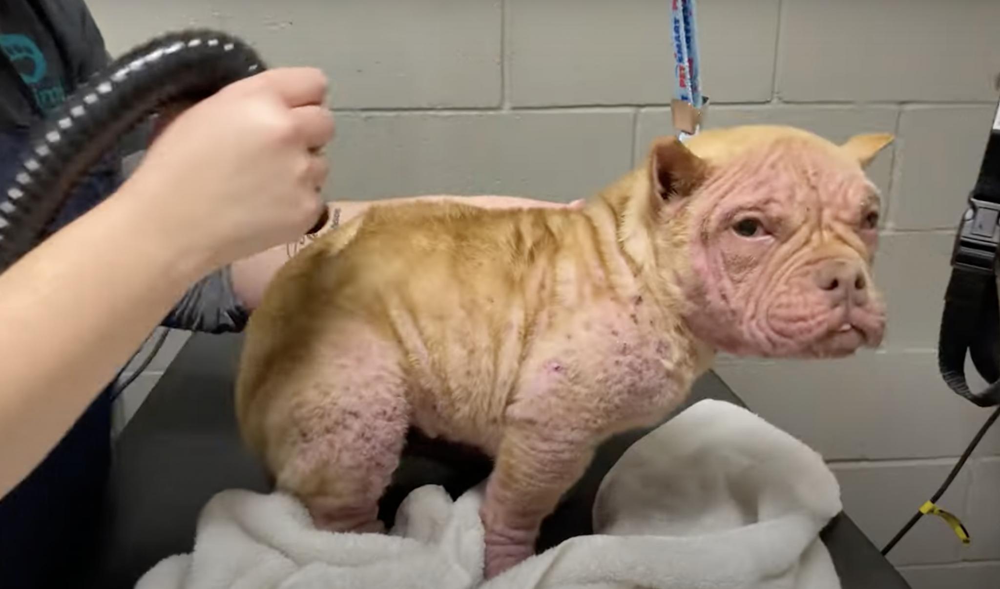 From Rags to Riches: The Mangy Dog's Miraculous Transformation