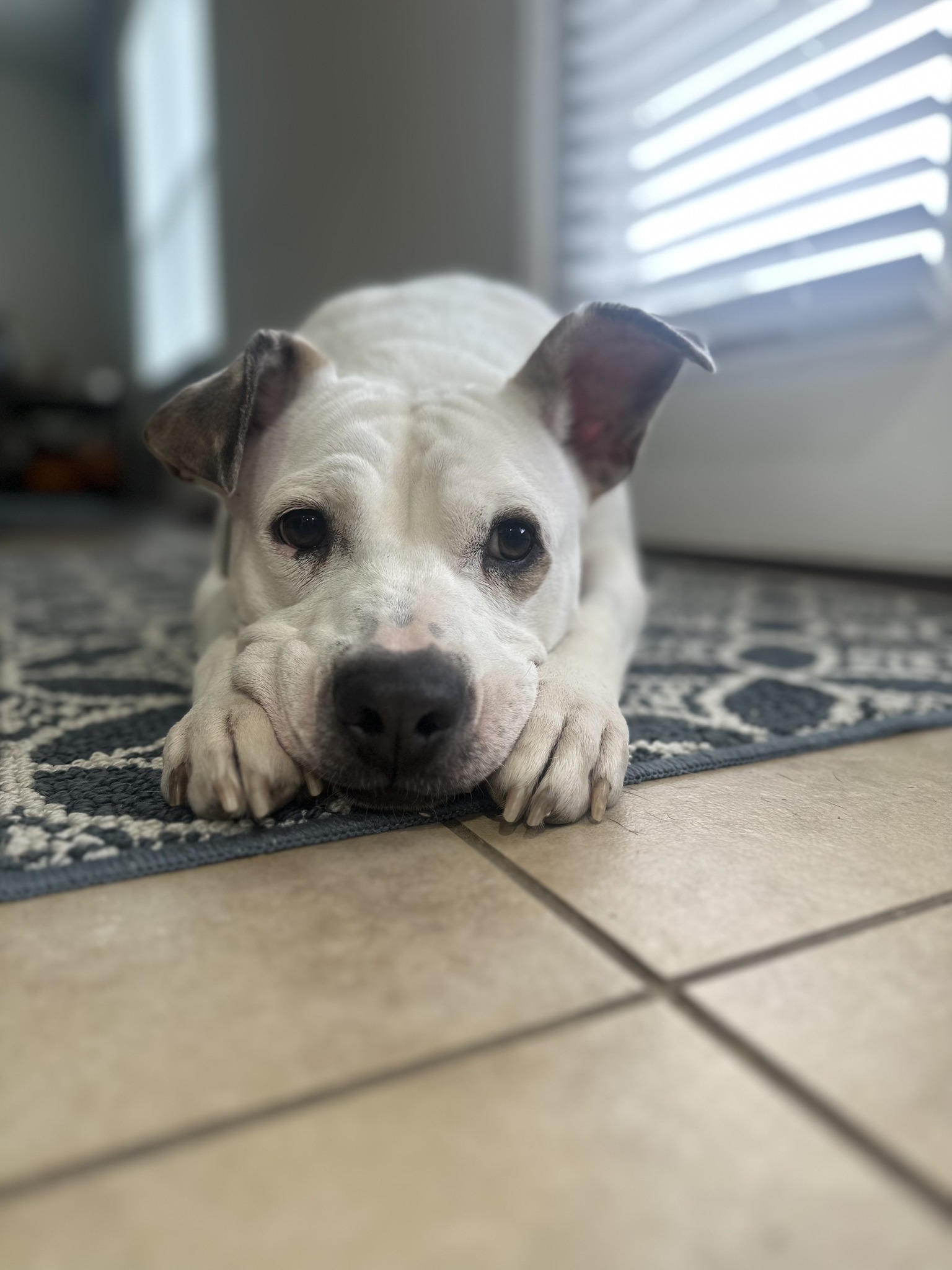 From Shelter Shadows to Sunshine: Dixie Rae's Journey to Joy