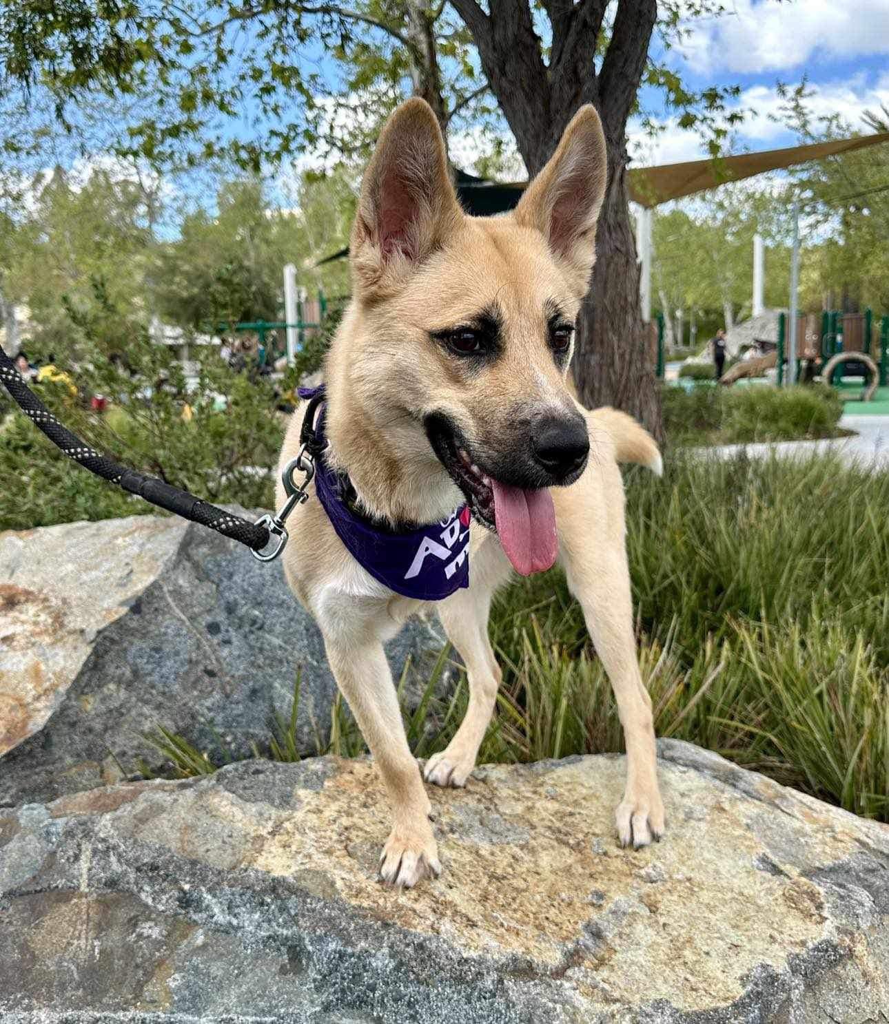 From the Brink of Despair: The Triumphant Journey of a Three-Legged Pup