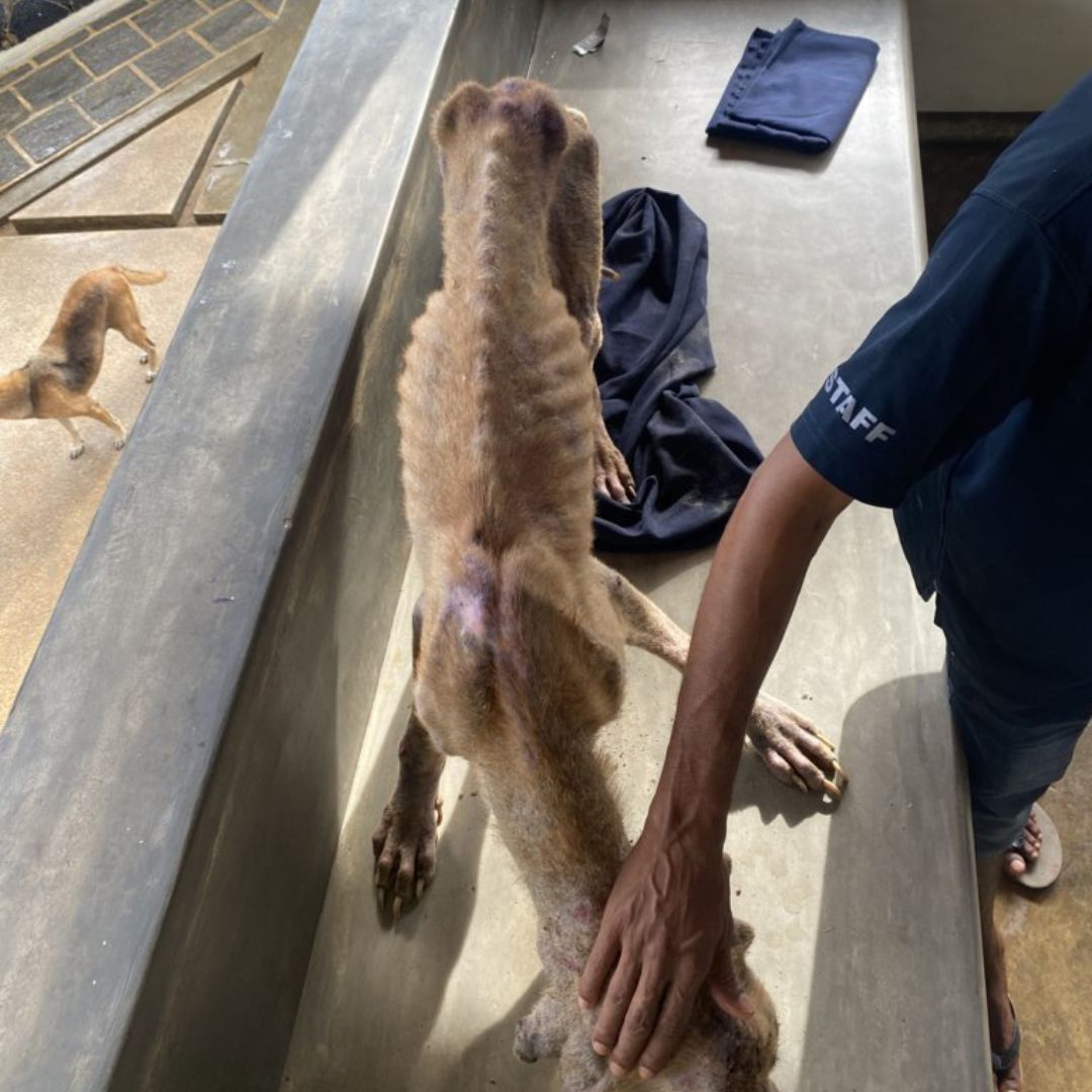 In the Nick of Time: A Desperate Rescue and a New Beginning for a ...