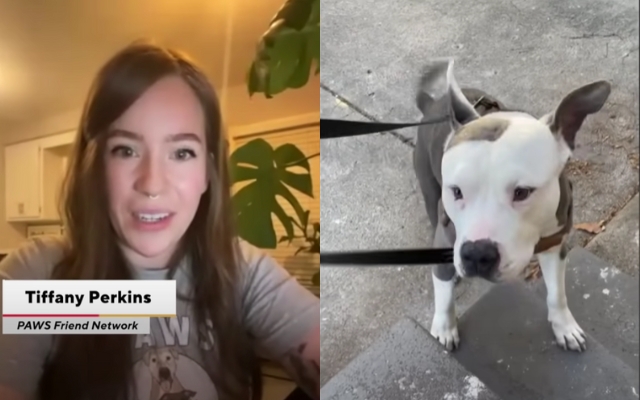 In the Nick of Time: How One Woman Changed the Fate of a Doomed Dog