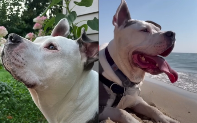 In the Nick of Time: How One Woman Changed the Fate of a Doomed Dog