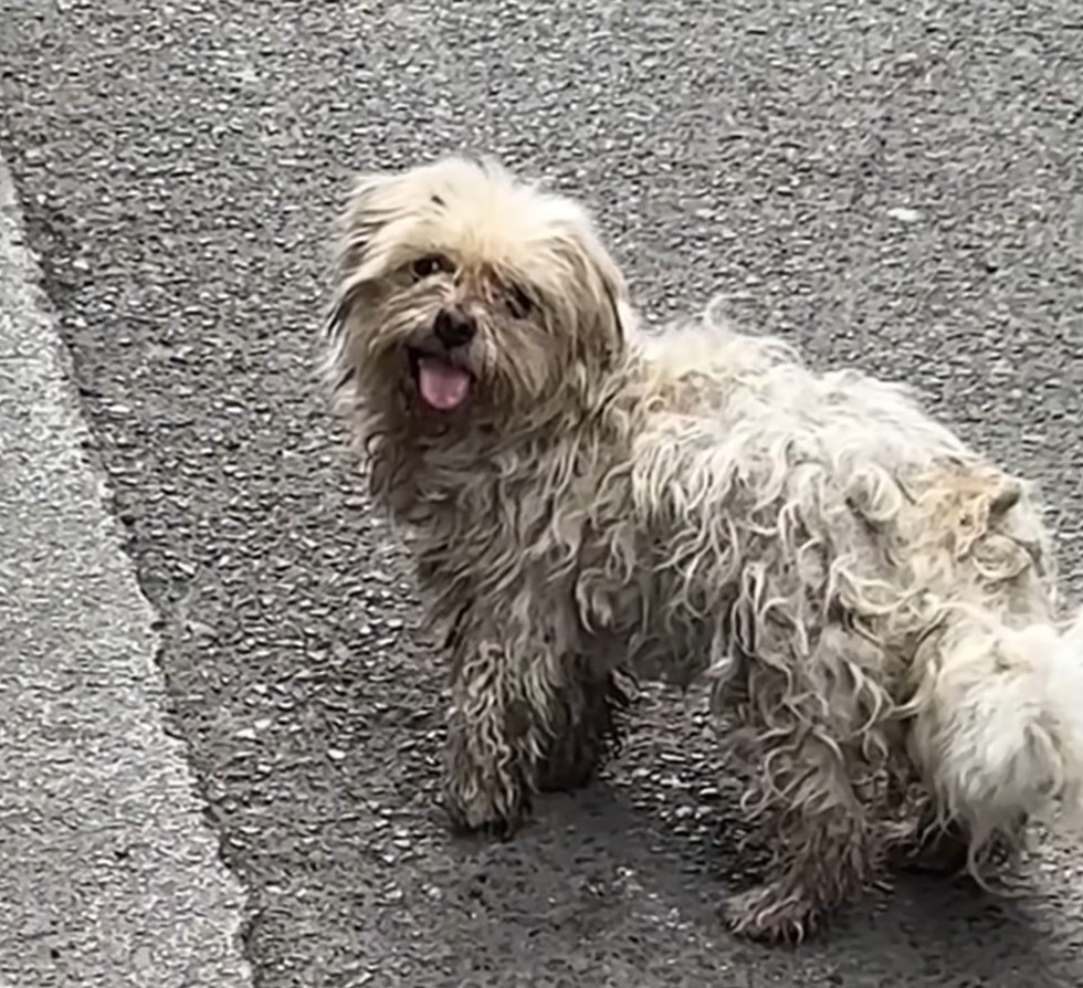 Injured Pup's Desperate Plea for Food Leads to an Unbelievable ...