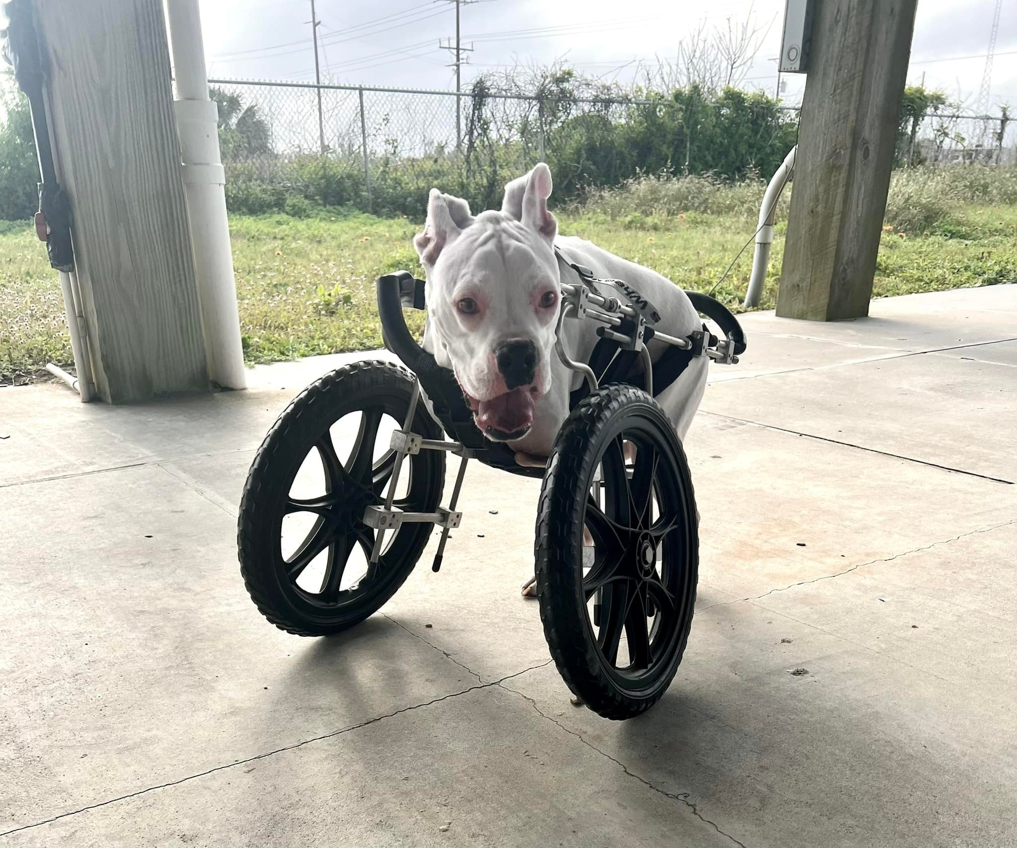 Meet The Determined Pup Who Became The Most Unlikely Foster Parent