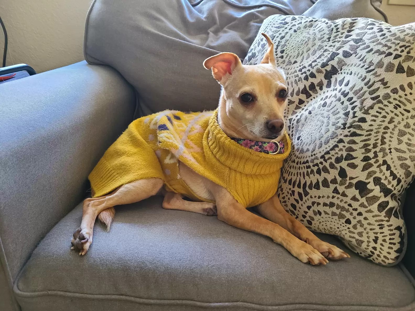 Meet the Pup Who Turns Static Electricity into Laughs and Love!