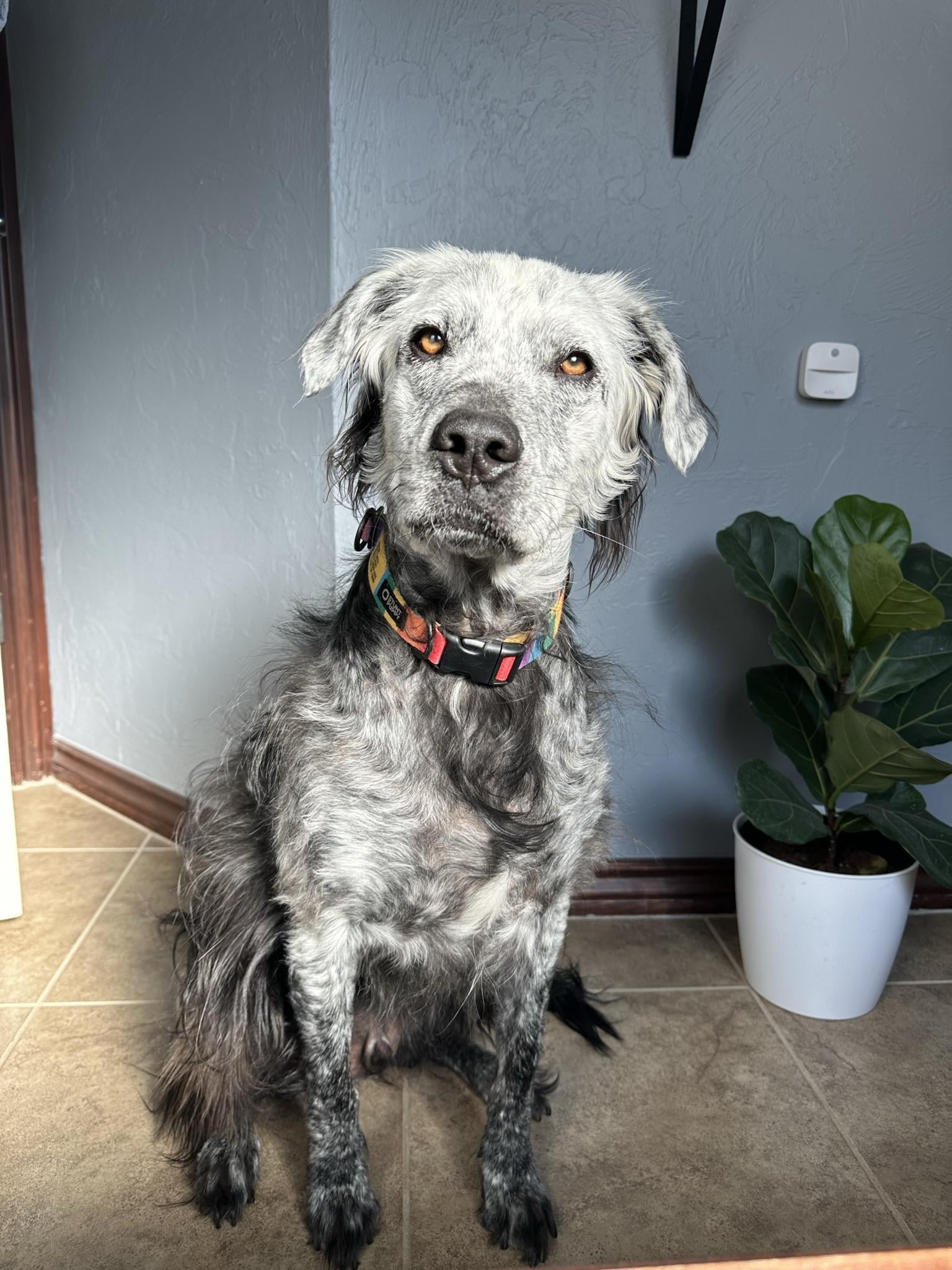 Mysterious Transformation: Discover How This Dog's Fur Changed Color!