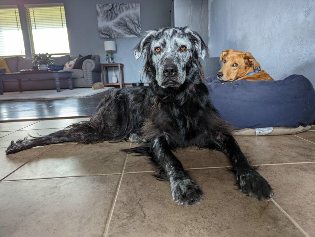 Mysterious Transformation: Discover How This Dog's Fur Changed Color!