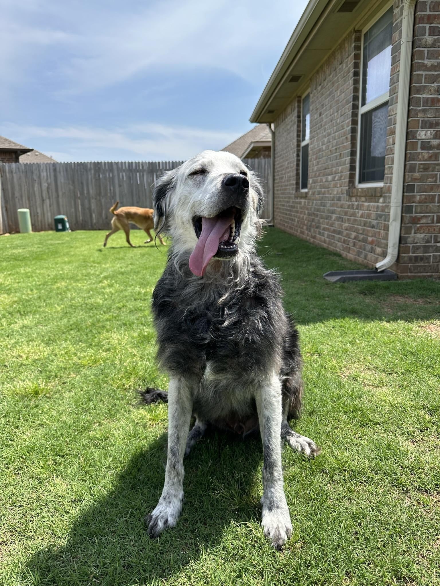 Mysterious Transformation: Discover How This Dog's Fur Changed Color!