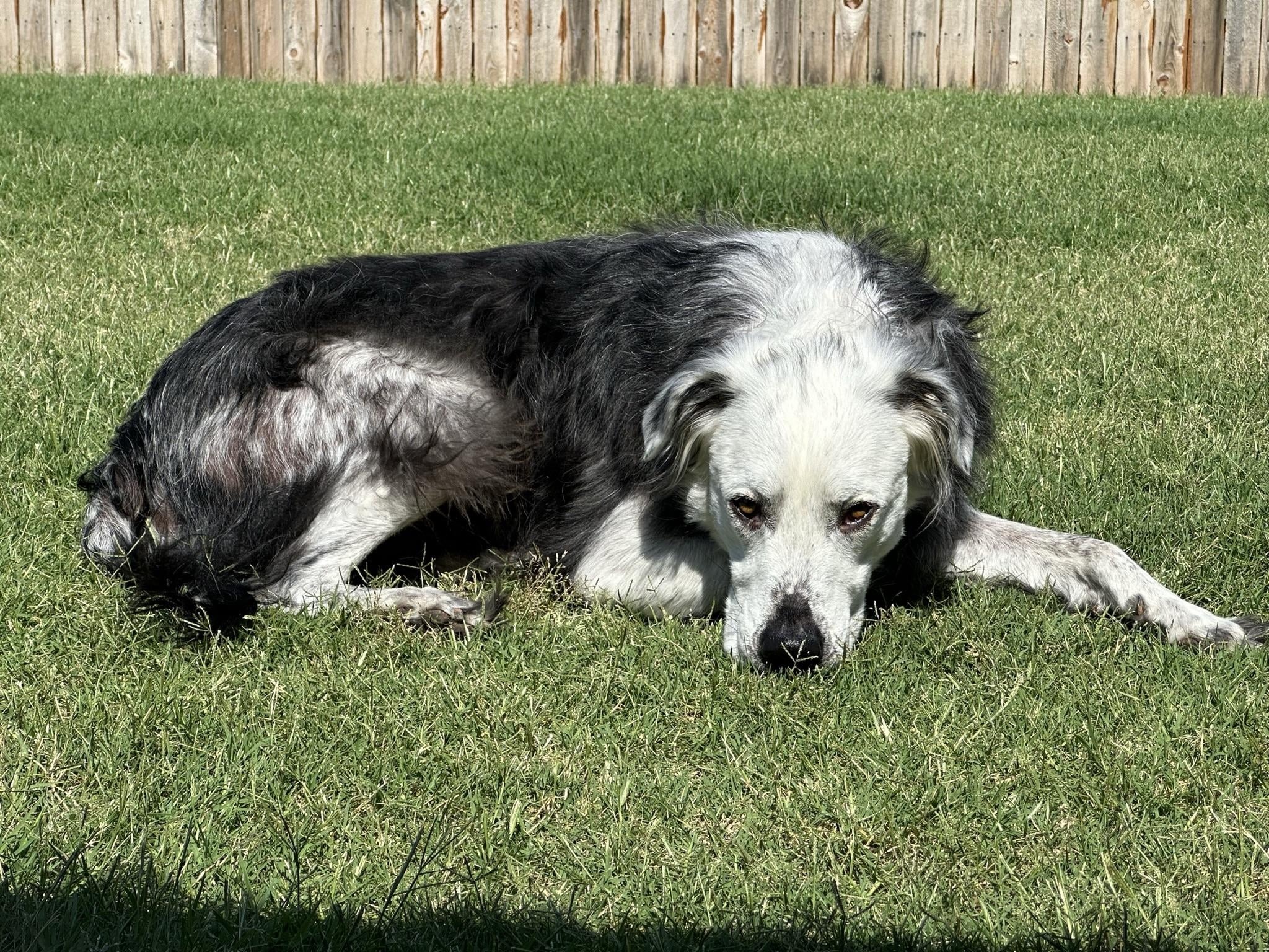 Mysterious Transformation: Discover How This Dog's Fur Changed Color!