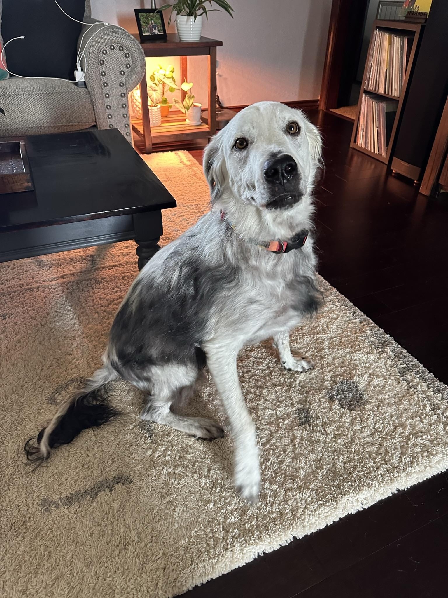 Mysterious Transformation: Discover How This Dog's Fur Changed Color!