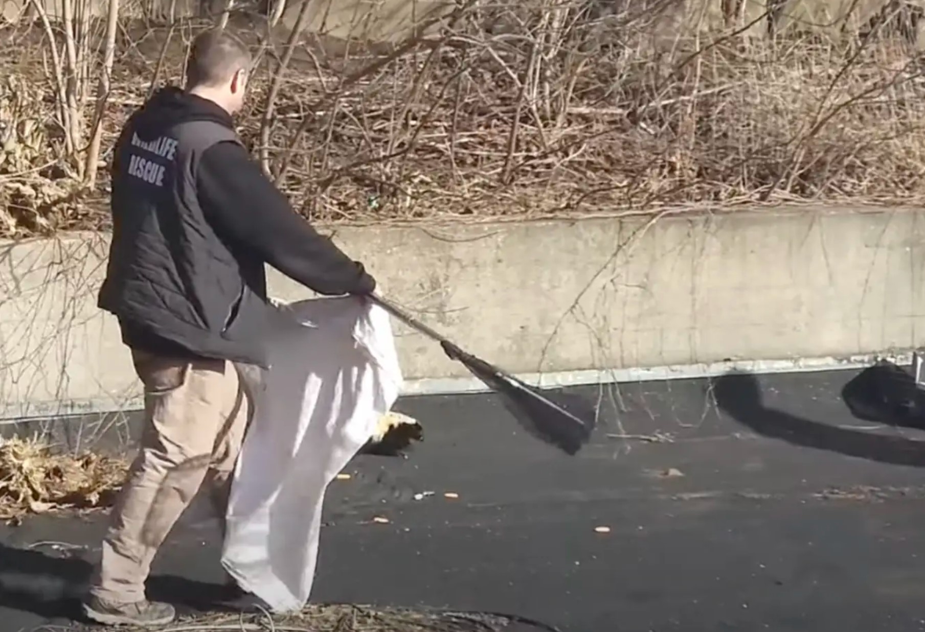 Mystery on the Rooftop: The Unexpected Discovery That Captivated a ...