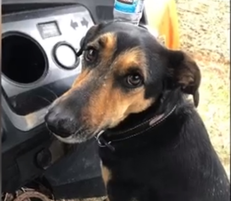 Mystery Unveiled: What a Dog Discovered in the Forest Will Astound You