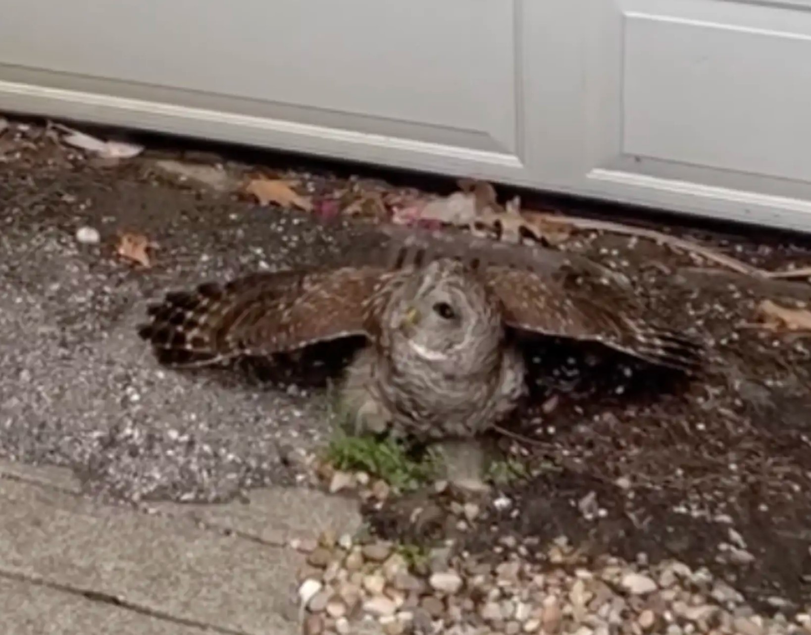 Ohio Plumber Discovers Mysterious Creature with Glowing Eyes