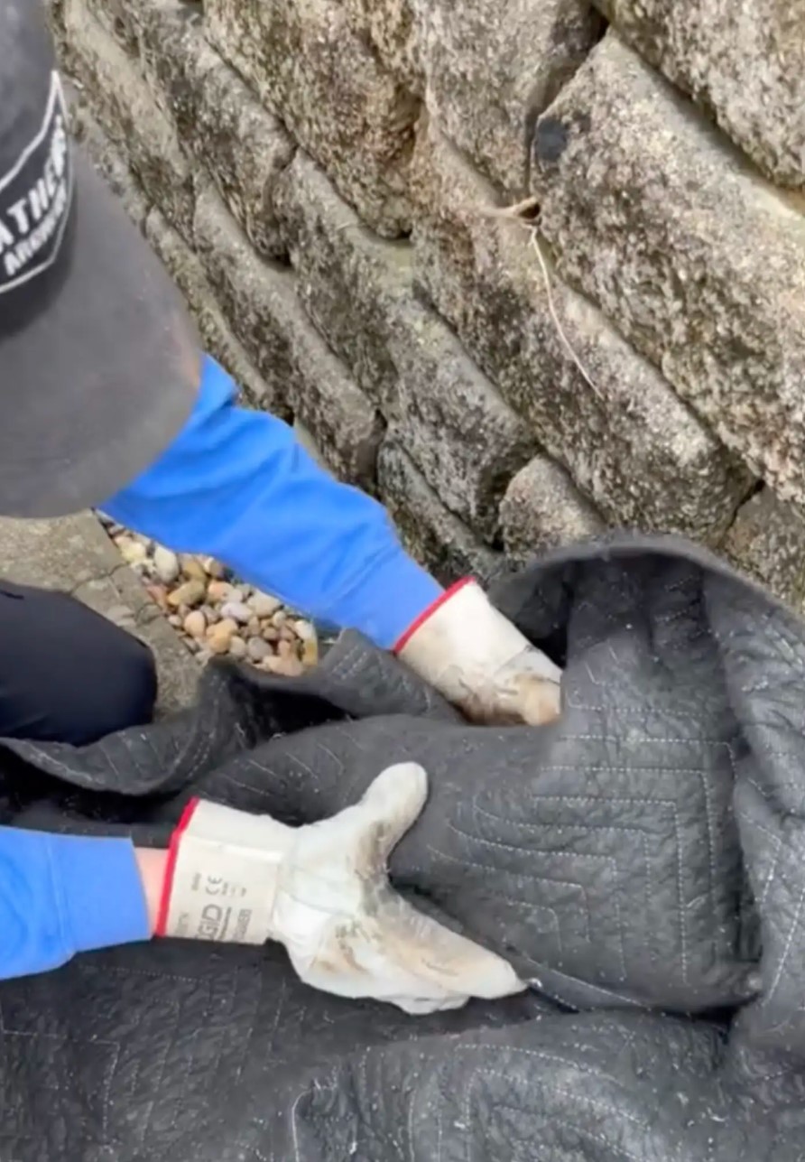 Ohio Plumber Discovers Mysterious Creature with Glowing Eyes