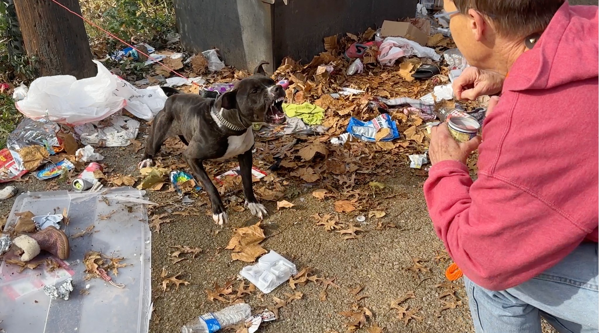 Rescue in the Nick of Time: The Tale of Snapple, the Dumpster Dog