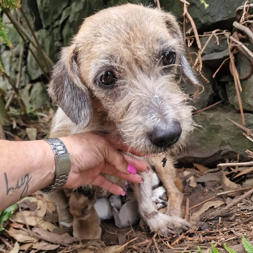 Rescue Mission: Frightened Mother Dog and Her Pups Find Hope and Love