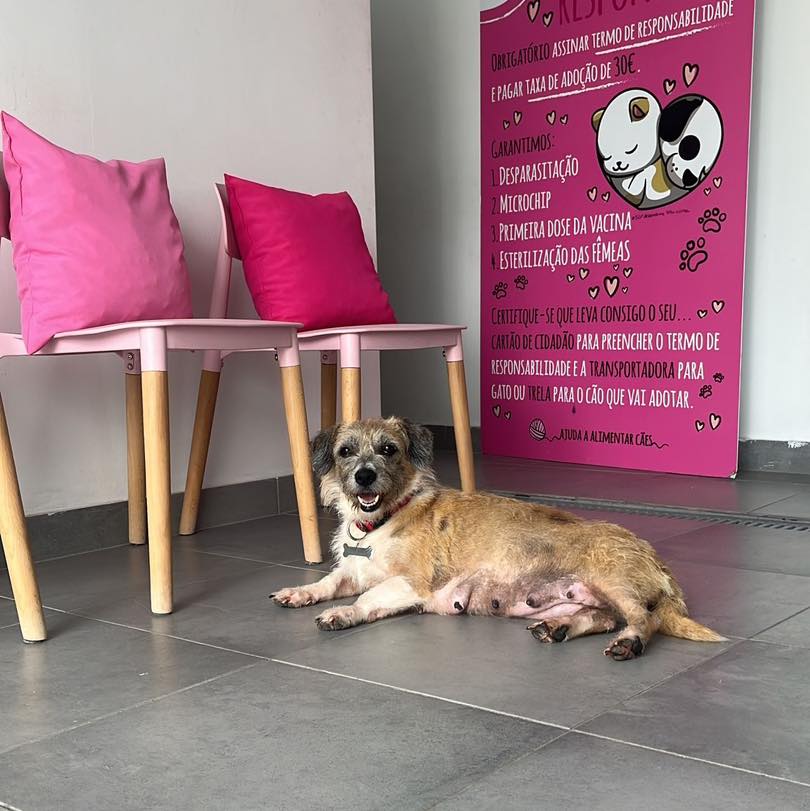 Rescue Mission: Frightened Mother Dog and Her Pups Find Hope and Love