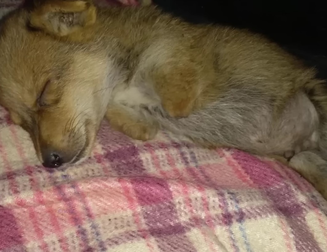 Rescuers' Heartbreak Turns to Joy After Finding Abandoned Legless Puppy