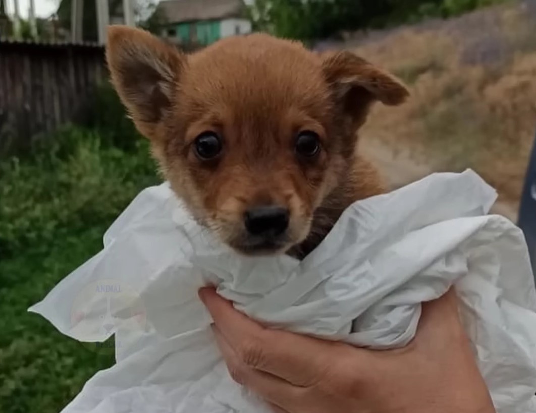 Rescuers' Heartbreak Turns to Joy After Finding Abandoned Legless Puppy