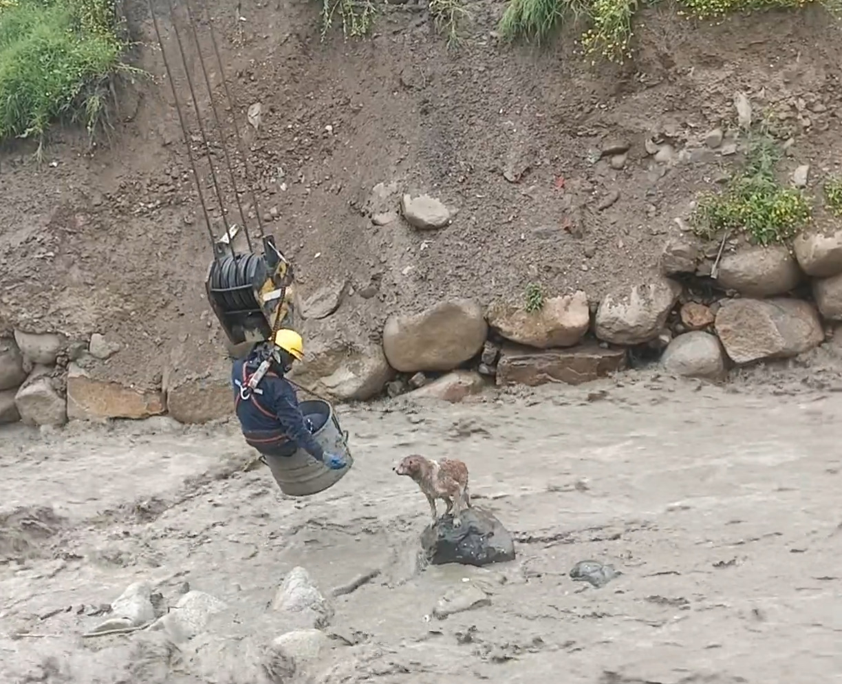Rescuers Stunned by Desperate Dog’s Raging River Ordeal