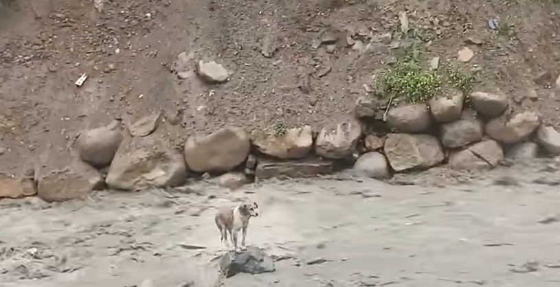 Rescuers Stunned by Desperate Dog’s Raging River Ordeal