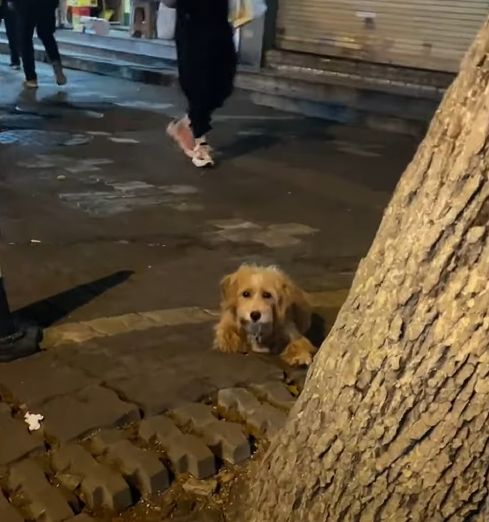 Stray Dog's Rainy Day Rescue: A Tale of Kindness and Survival