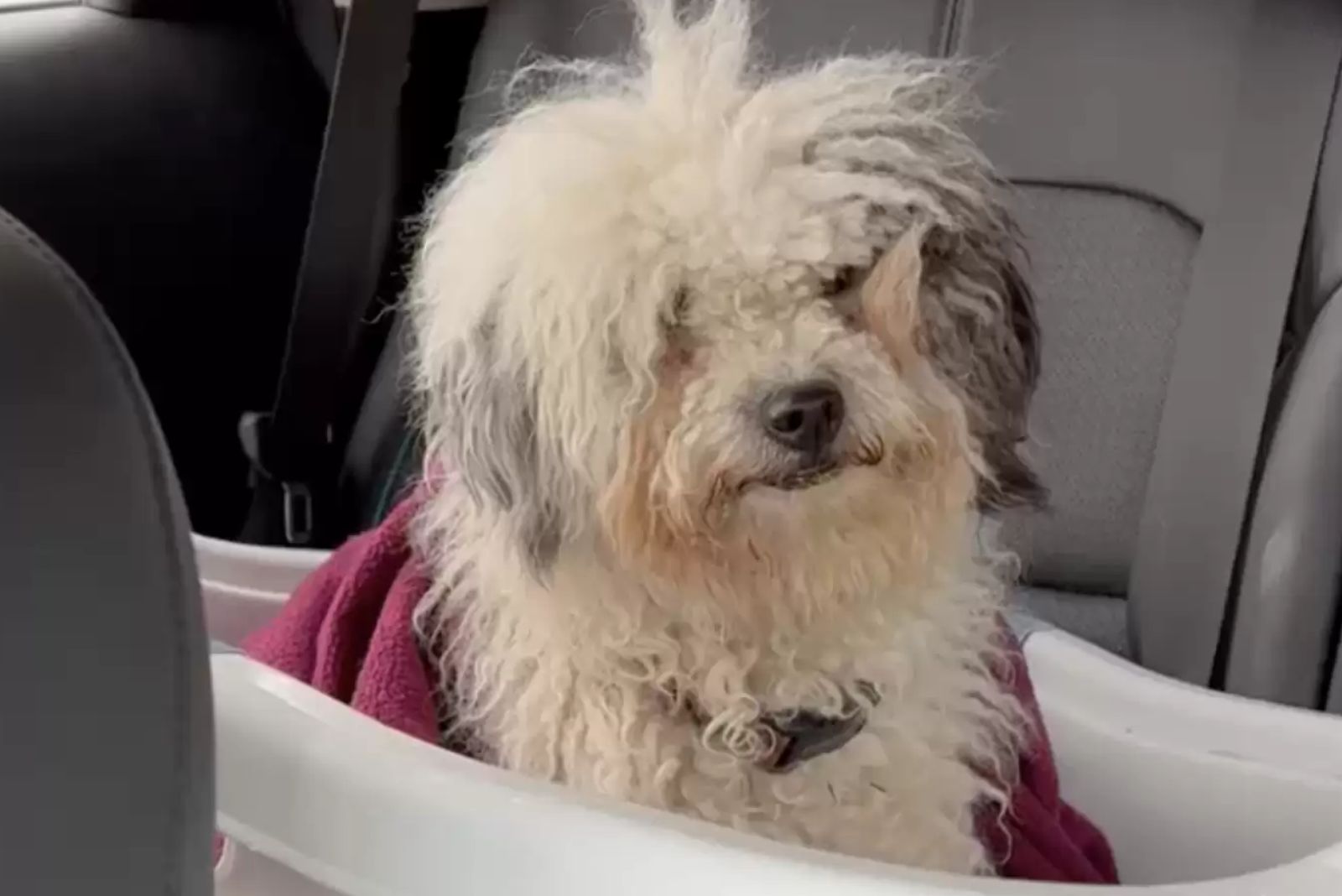 Stray Dog's Surprising Transformation Leads to an Astonishing Discovery