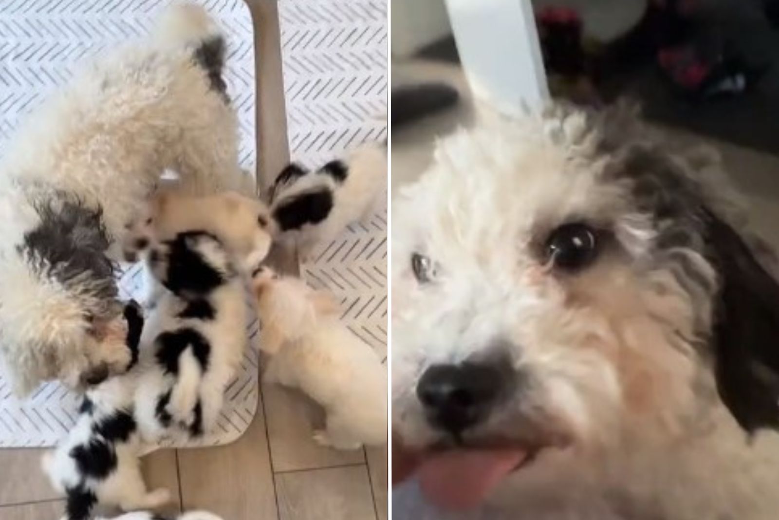 Stray Dog's Surprising Transformation Leads to an Astonishing Discovery