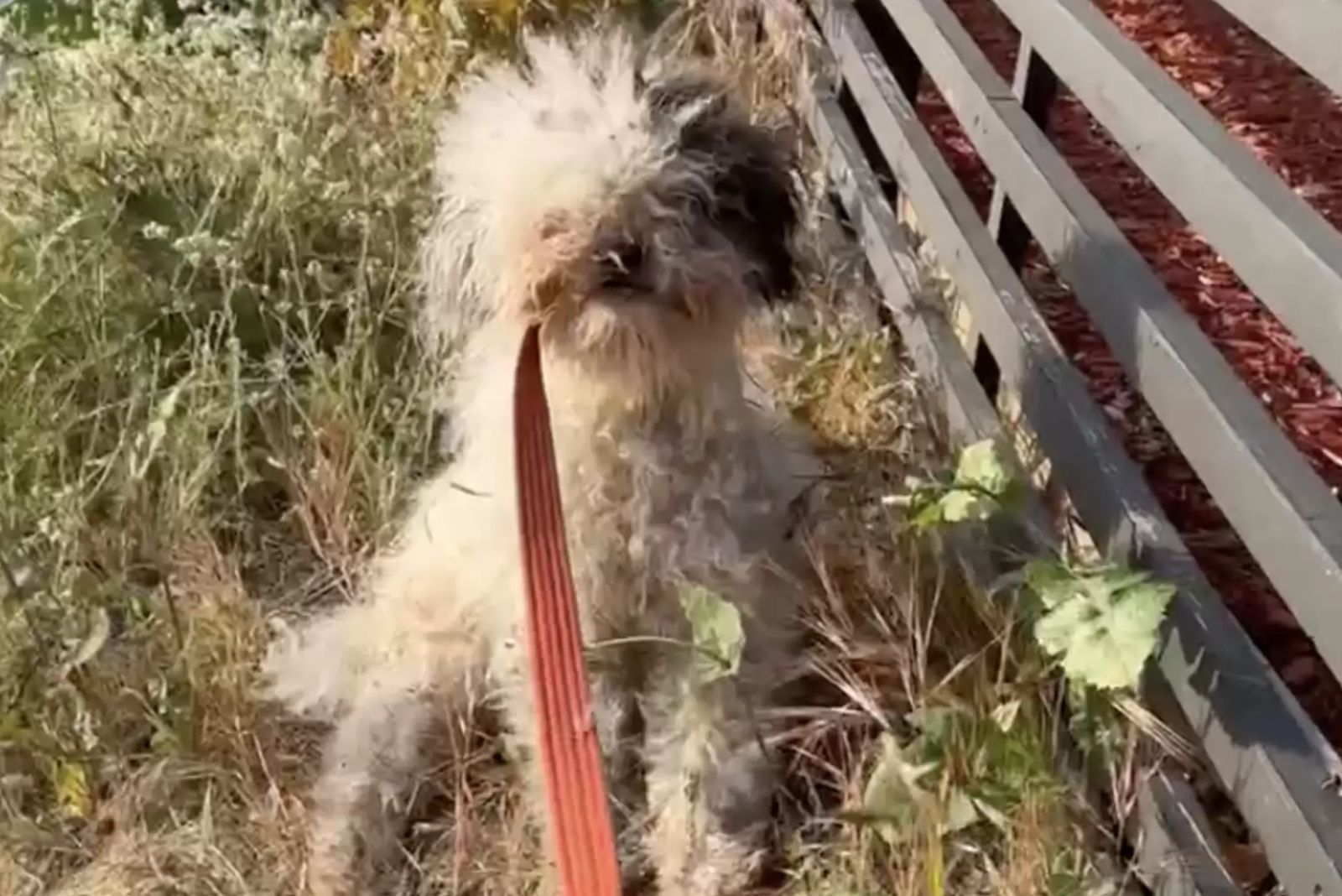Stray Dog's Surprising Transformation Leads to an Astonishing Discovery