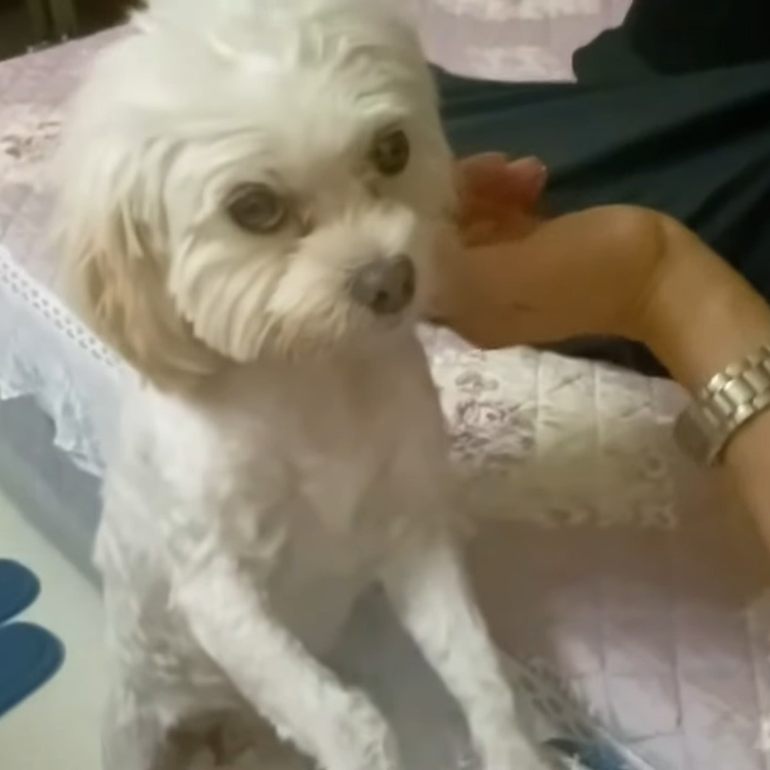 Stray Dog's Unexpected Secret Brings Tears and Joy