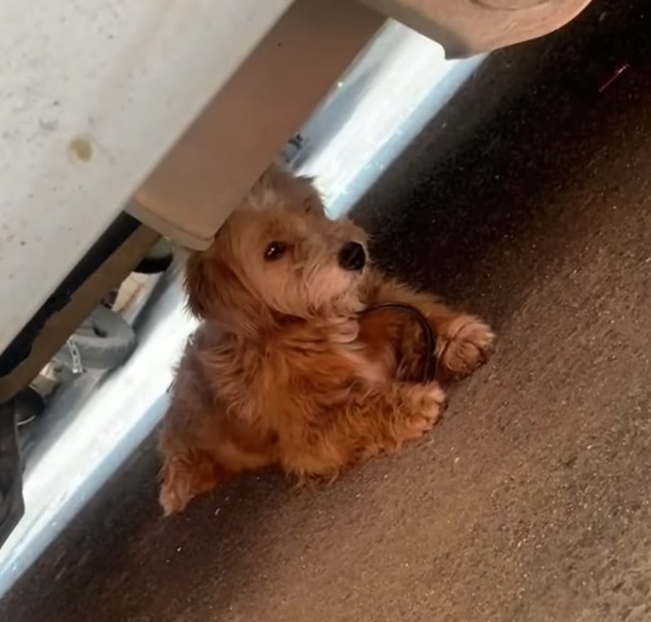 The Emotional Journey of a Tiny Stray Dog: From Street Struggles to a ...