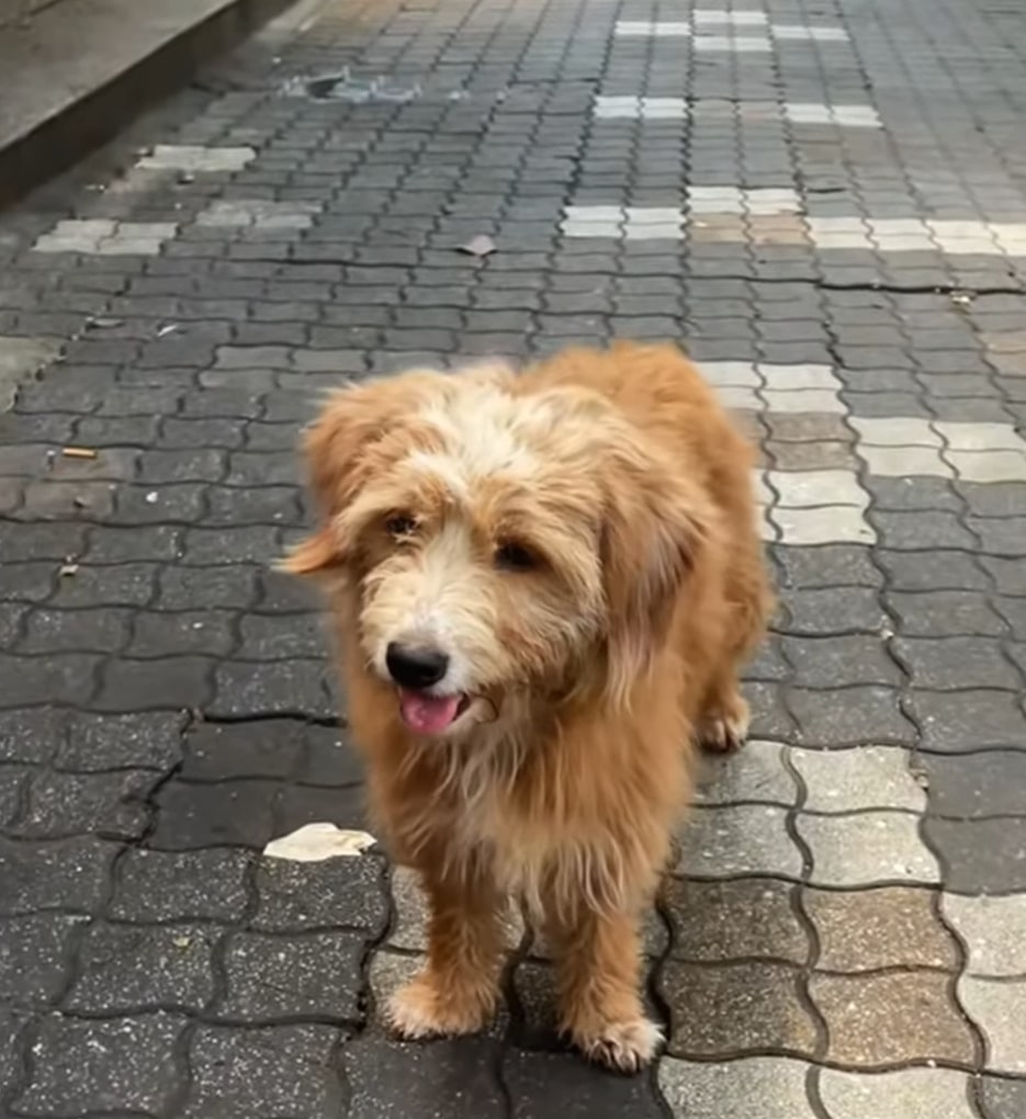 The Emotional Journey of a Tiny Stray Dog: From Street Struggles to a ...