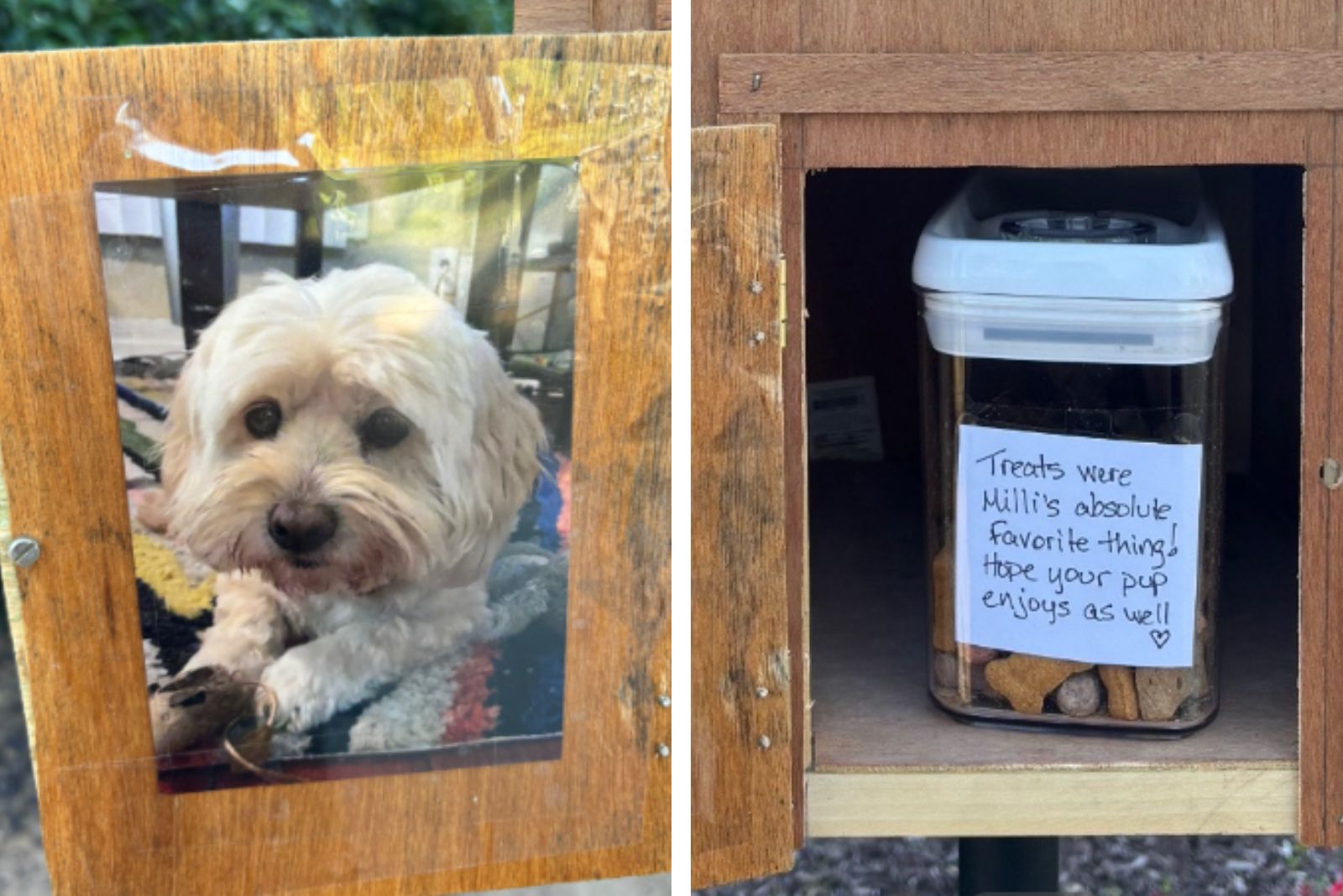 The Emotional Tale of a Dog's Legacy That Will Tug at Your Heartstrings