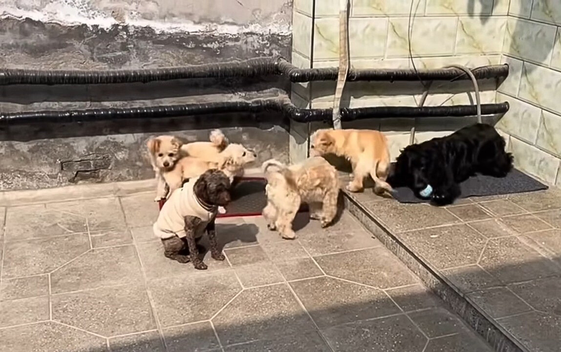 The Heartbreaking Journey of a Stray Pup in Search of Love