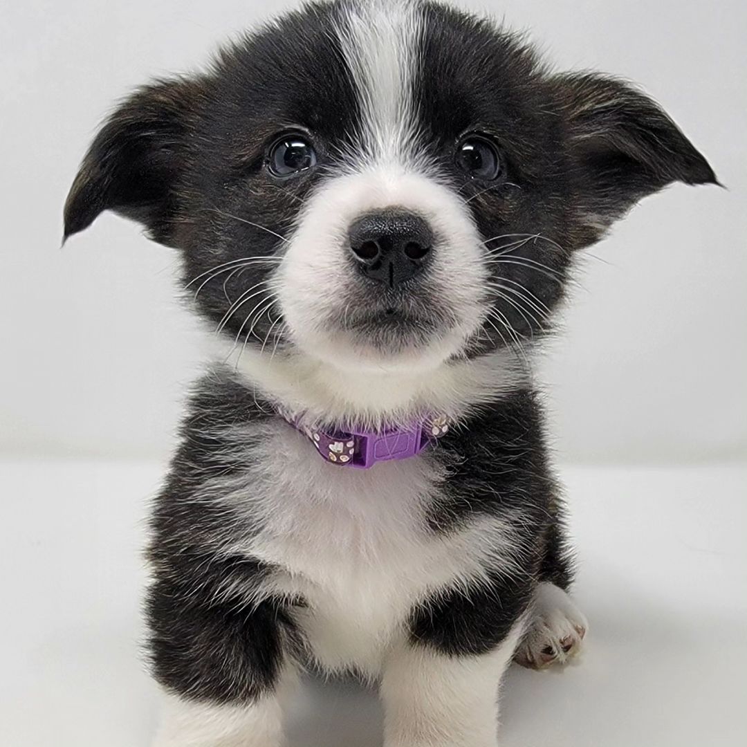 The Puppy Left Behind: A Tale of Hope and New Beginnings