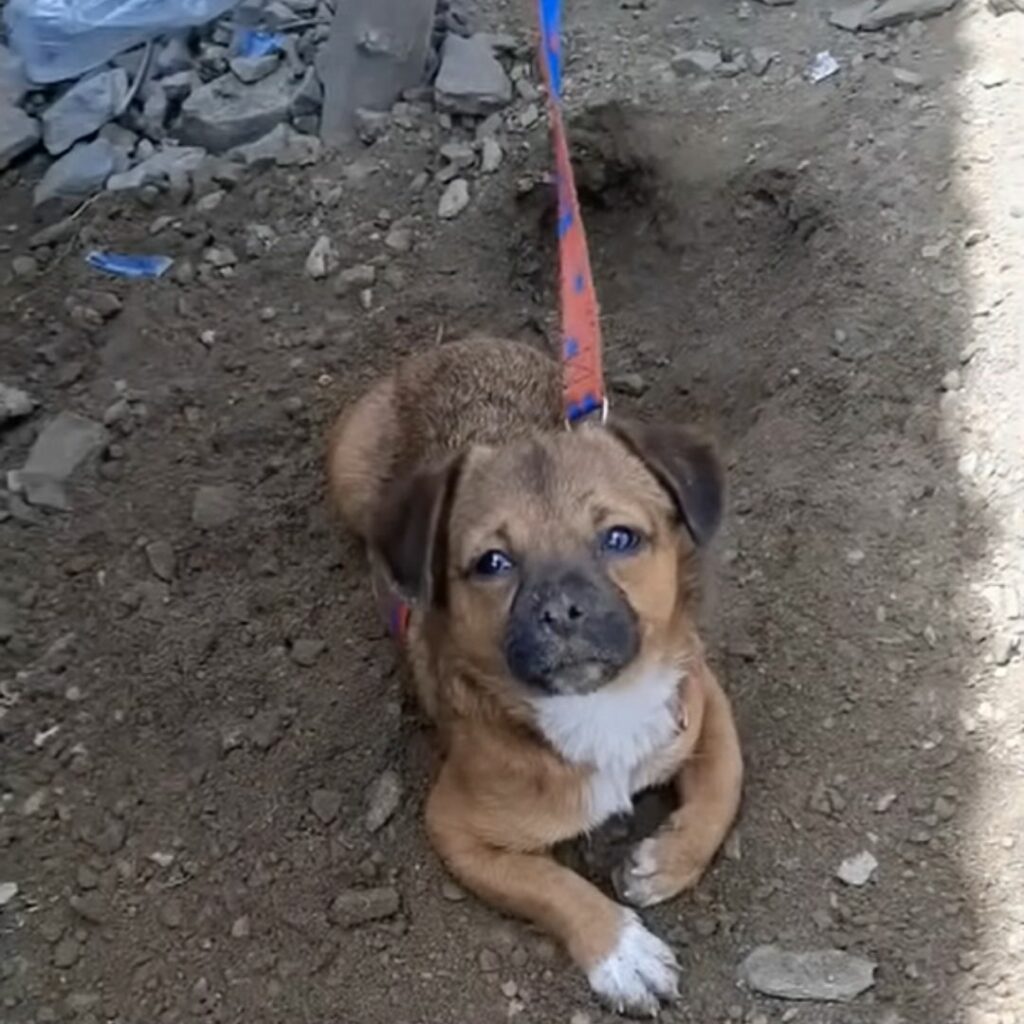 Tiny Pup's Harrowing Journey From Abandonment to Joy